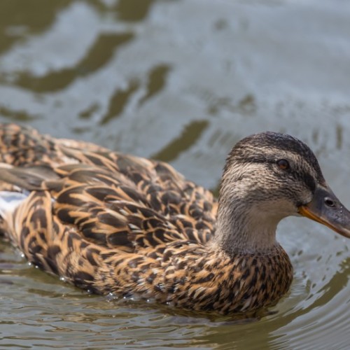 Gallery - Calbourne Water Mill Isle of Wight